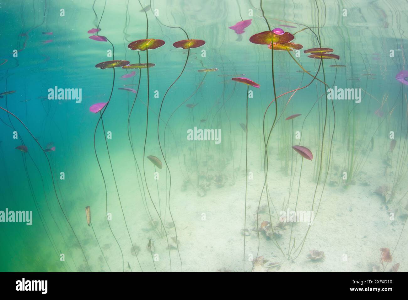 Lotus plant underwater hi-res stock photography and images - Alamy