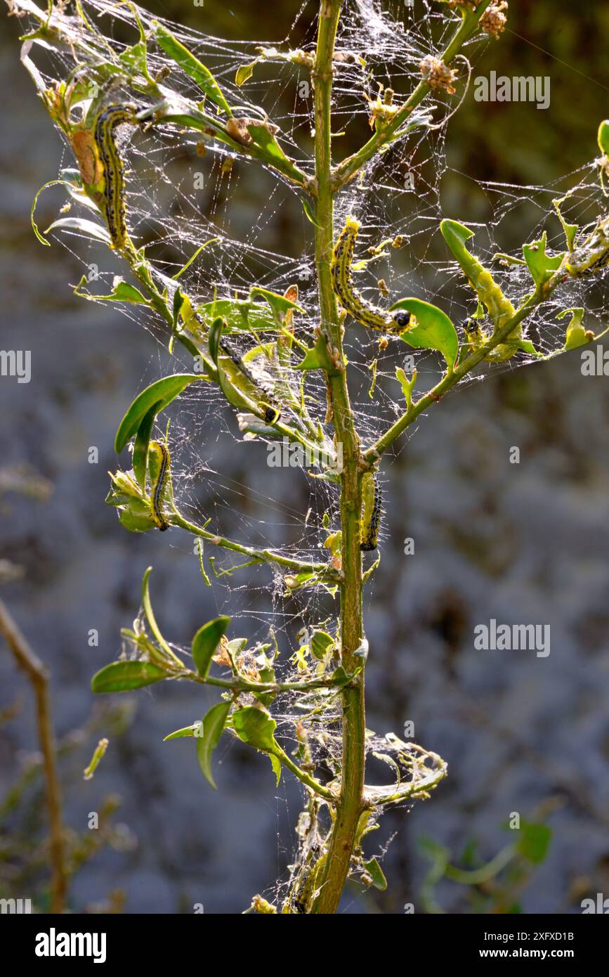 Box tree moth (Cydalima perspectalis) caterpillars and webs on Box ...