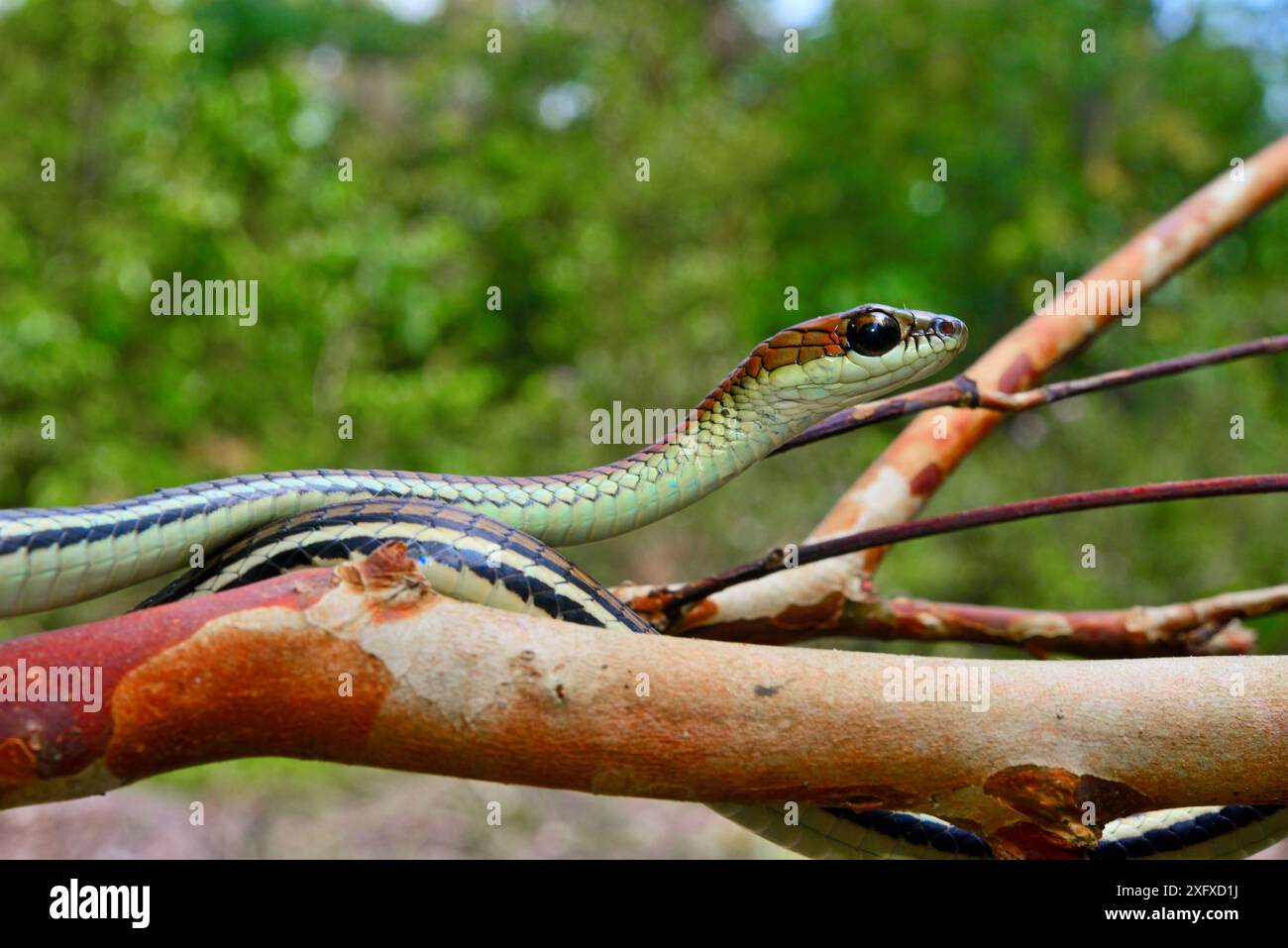 Dendrophis effrenis hi-res stock photography and images - Alamy