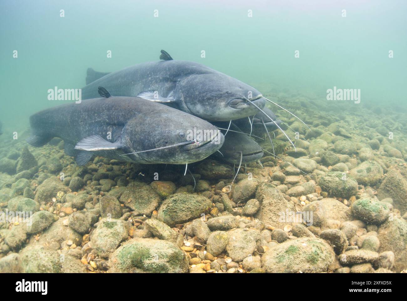Group of Wels catfish (Silurus glanis) gathering on the bottom of the ...