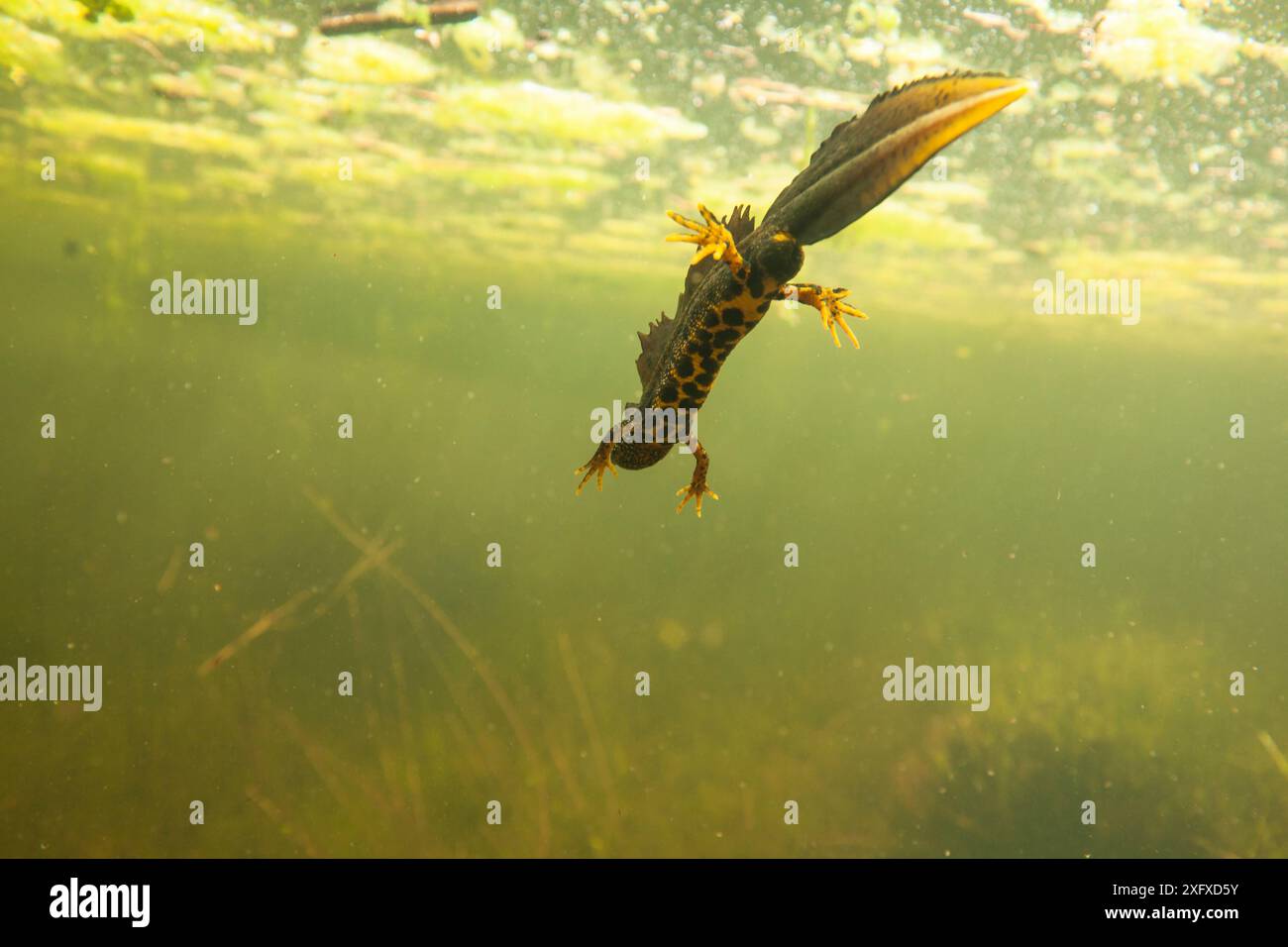 Northern crested newt (Triturus cristatus) male underwater in a pond ...