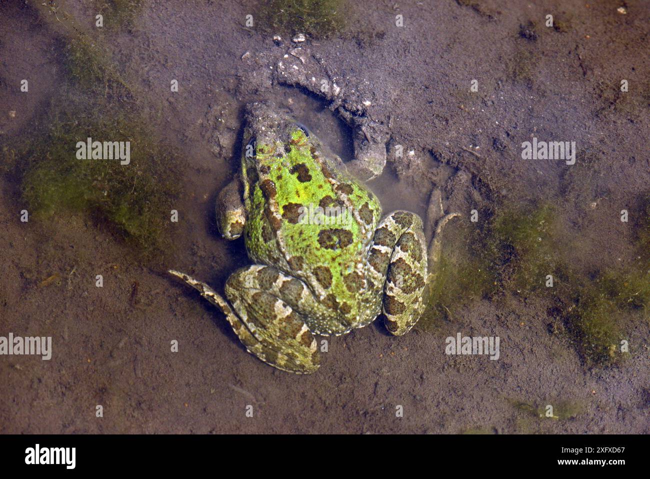 Sahara Frog (Pelophylax saharicus) in shallow water, Talassemtane ...