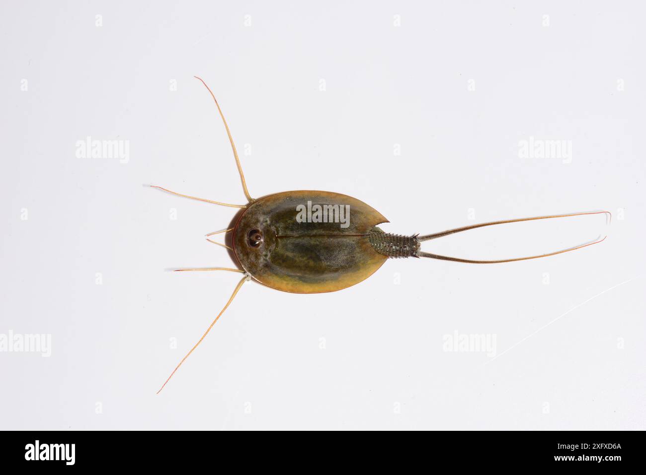 Tadpole shrimp (Triops mauritanicus) on white background. Coastal ...
