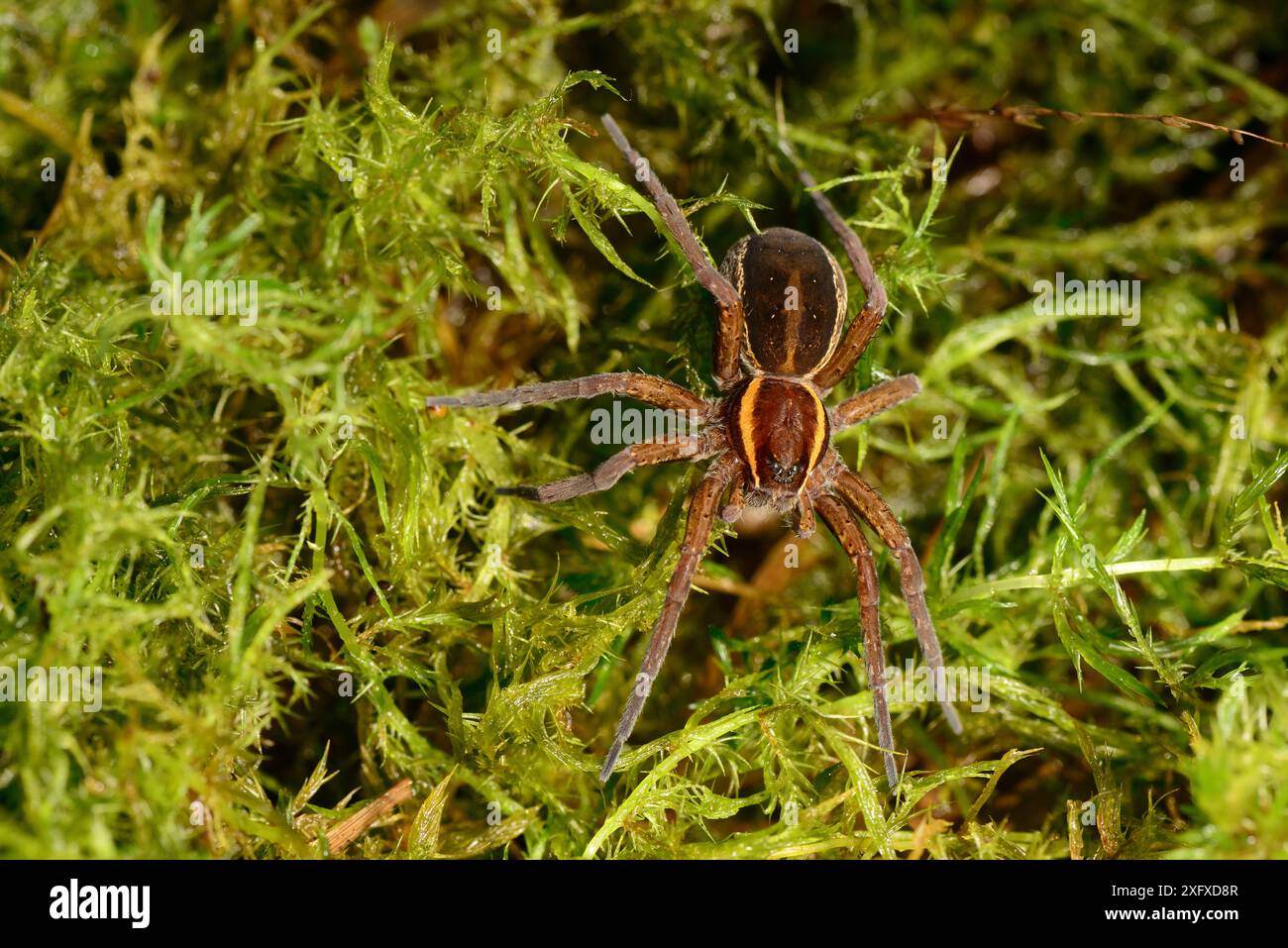 Raft spider (Dolomedes fimbriatus) on Sphagnum, Whixall Moss, Fenn's ...