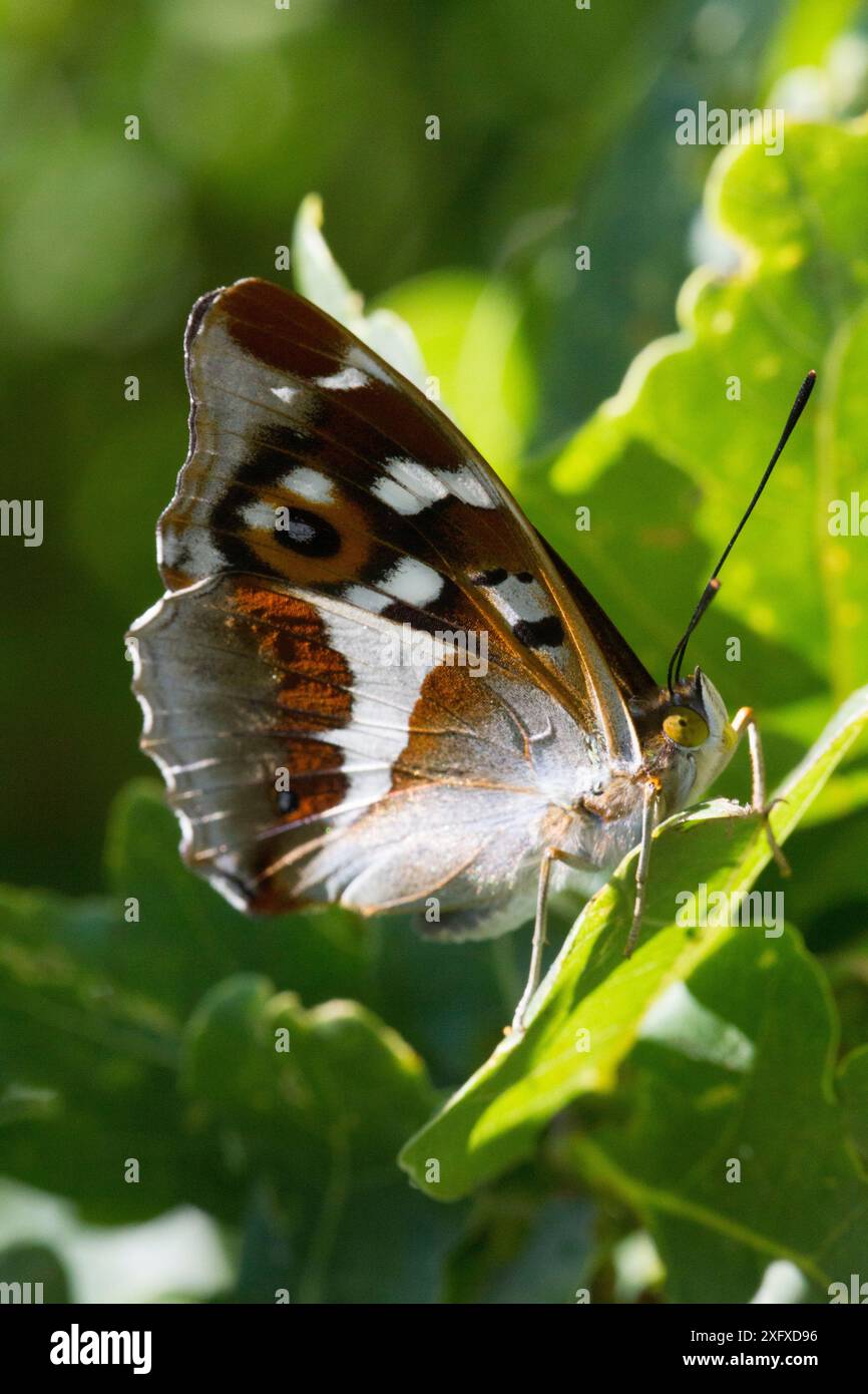 Purple emperor butterfly (Apatura iris ) male on Oak leaf. Knepp ...
