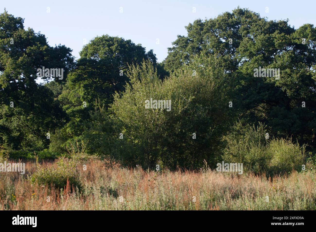 Mixed woodland of Oaks and Willows developing on fields of former wheat ...