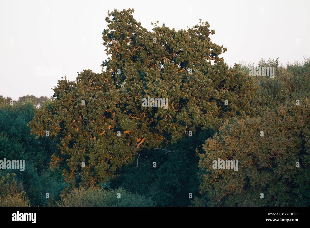 Overgrown hedgerow with Oak trees, an important habitat for Purple ...