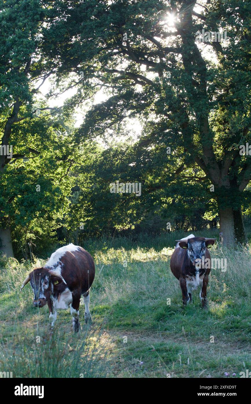 Longhorn cattle in woodland glade, part of rewilding experiment on ...