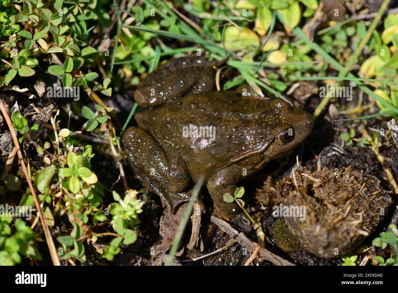 Moroccan painted frog (Discoglossus scovazzi), Talassemtane National ...