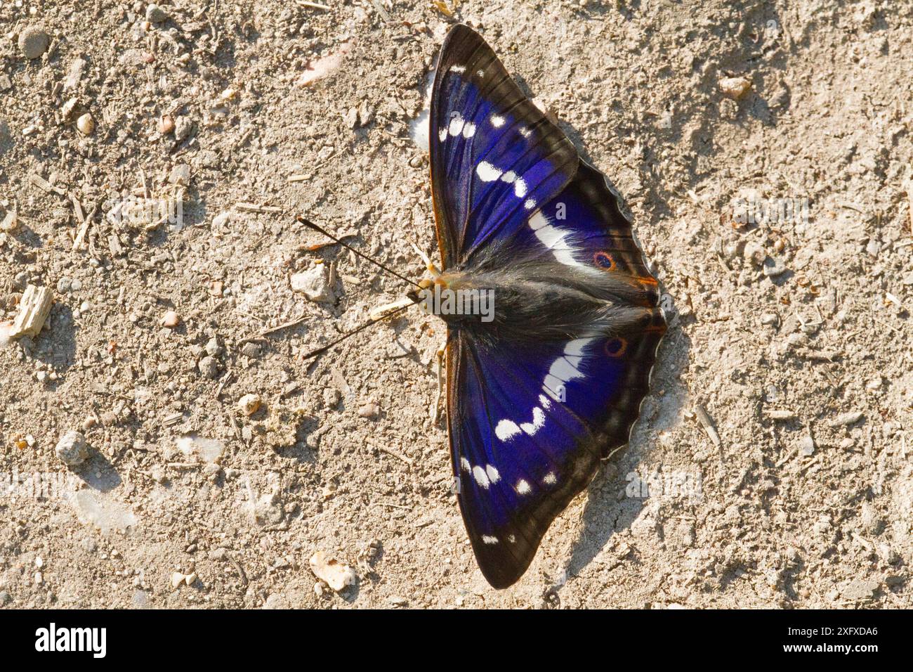 Purple emperor butterfly (Apatura iris) male puddling. Knepp Wildland ...