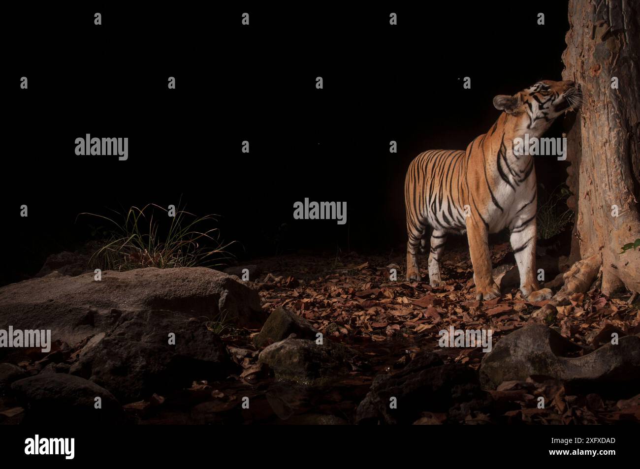 Bengal tiger (Panthera tigris tigris) scent marking tree at night ...
