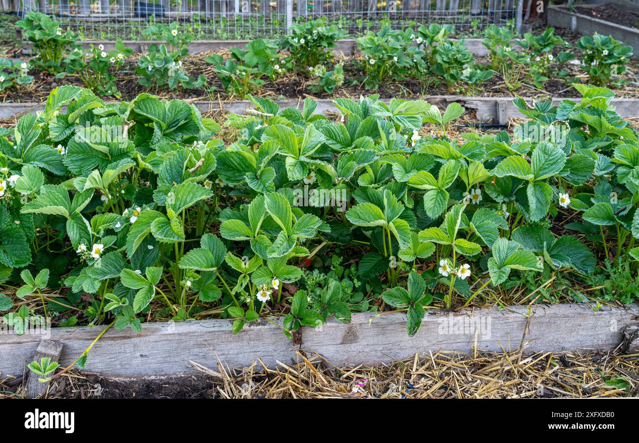 Raised strawberry beds hi-res stock photography and images - Alamy