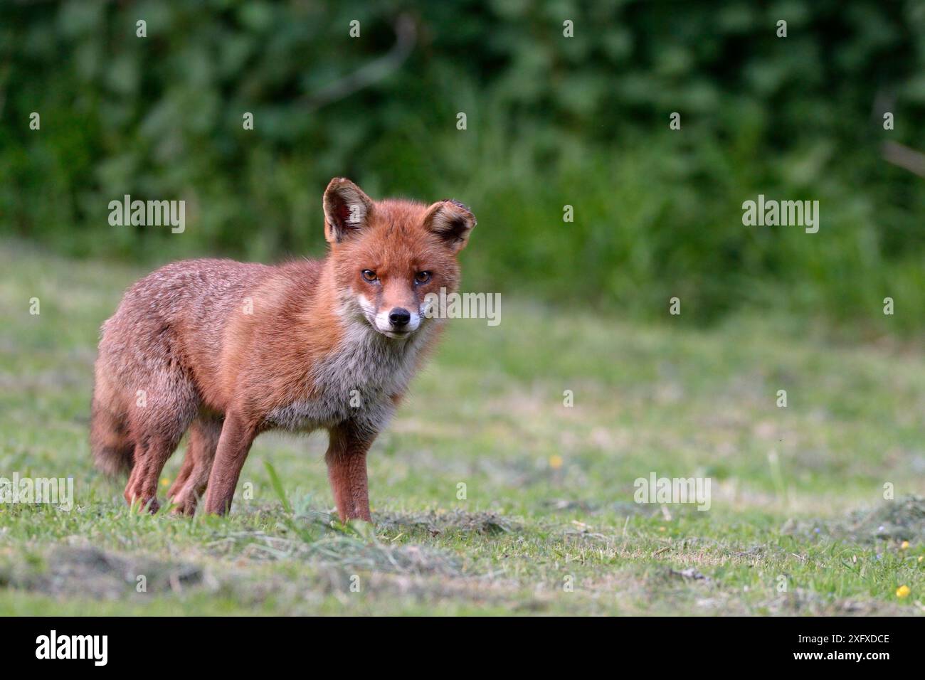 Red fox (Vulpes vulpes) standing on lawn at dusk. Near Bath, England, UK. June Stock Photo - Alamy