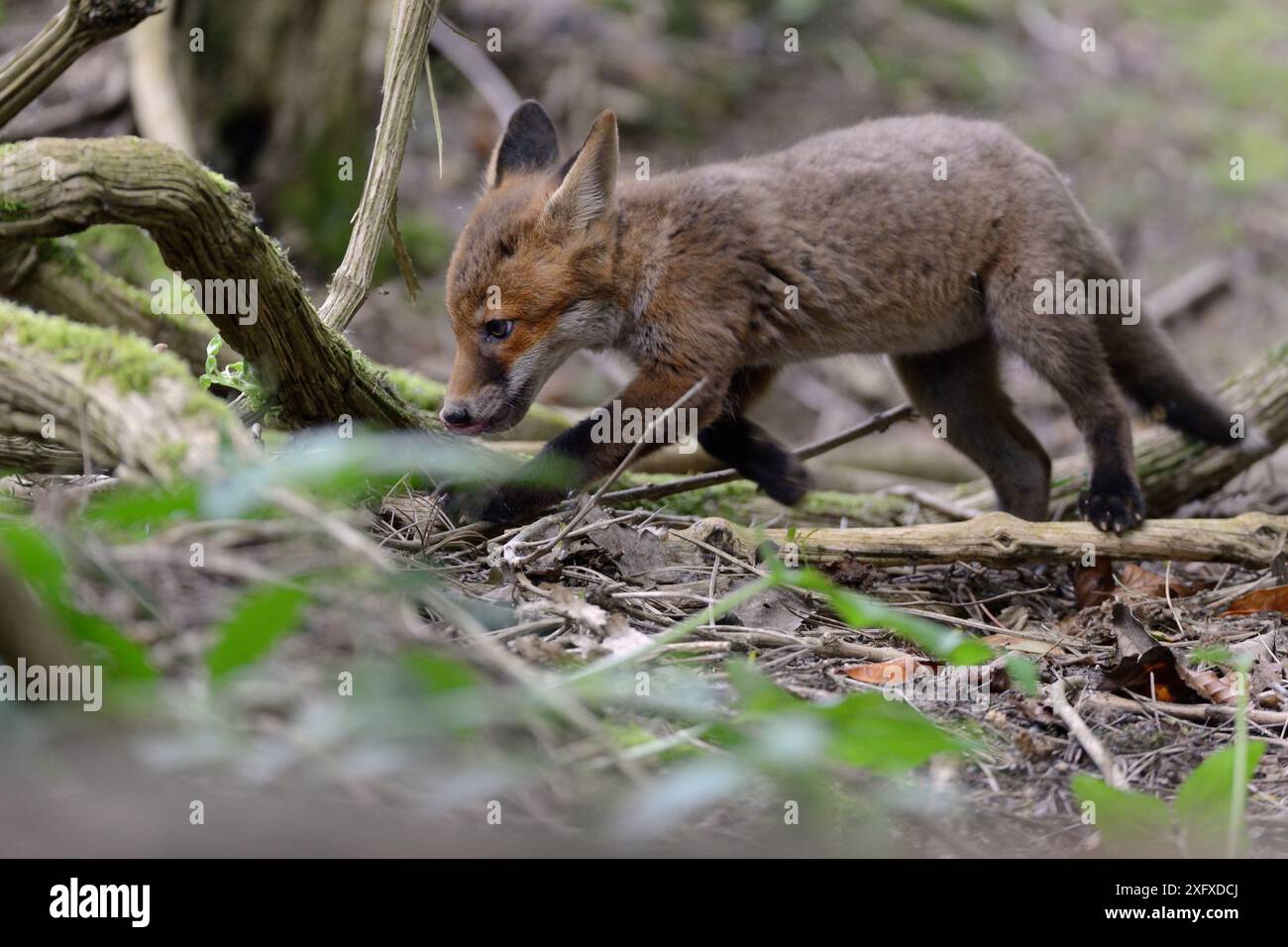 Red fox (Vulpes vulpes) cub exploring woodland. Near Bath, England, UK ...
