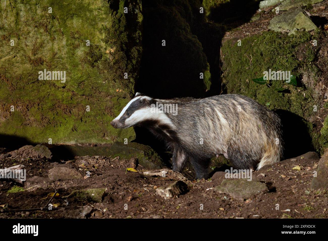 European badger (Meles meles) emerging from sett amongsts rocks at ...
