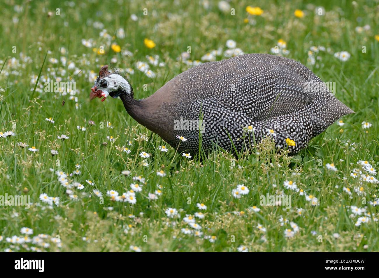 Helmeted guineafowl (Numida meleagris) peering at Soldier beetle ...