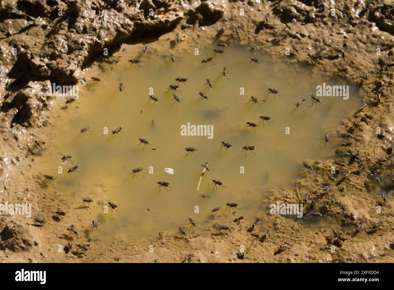 Puddle flies hi-res stock photography and images - Alamy