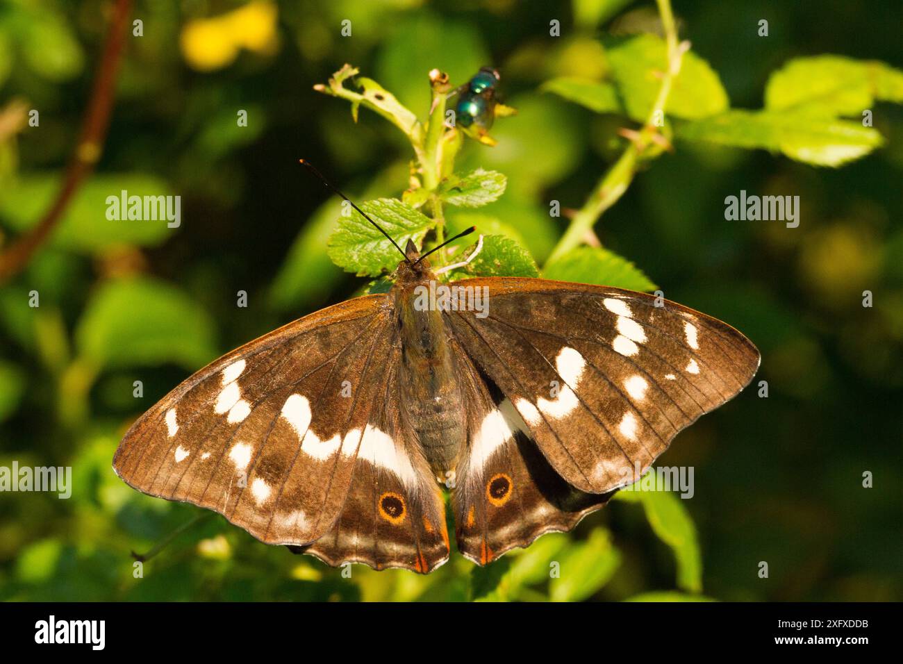 Purple emperor butterfly (Apatura iris) female on rose bush. Knepp ...