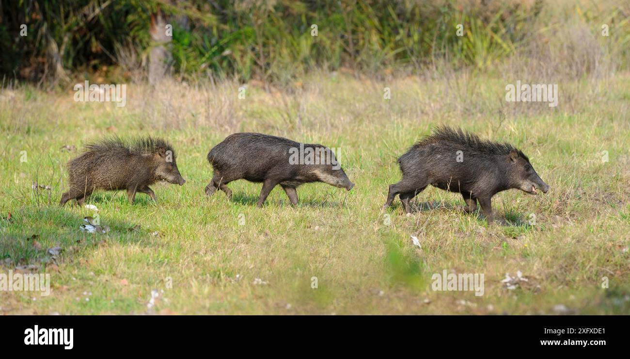 White-lipped peccary (Tayassu pecari), three walking in a row. Pousada ...