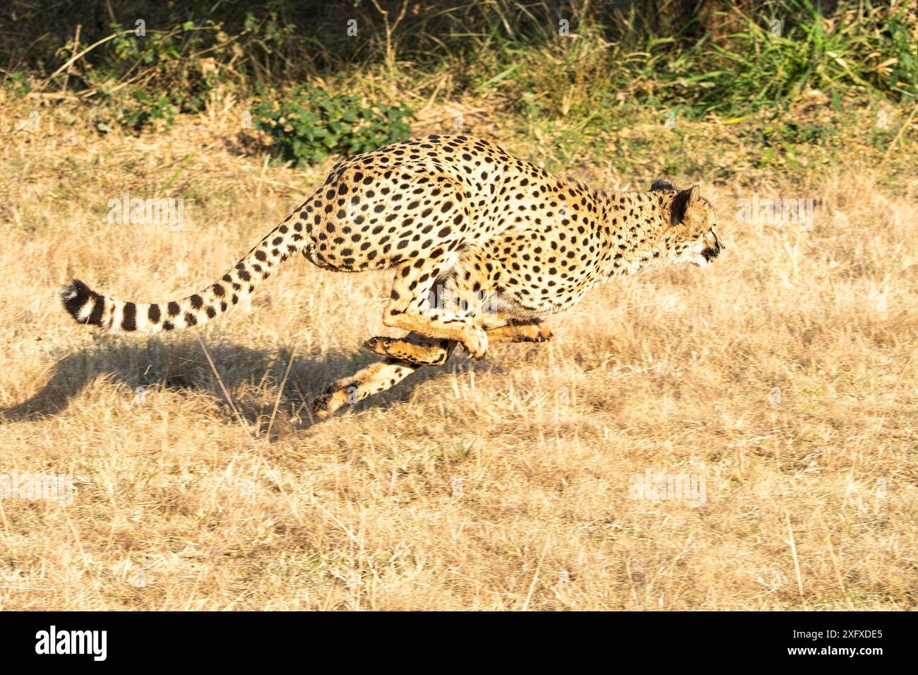 South africa animal cheetah running hi-res stock photography and images ...