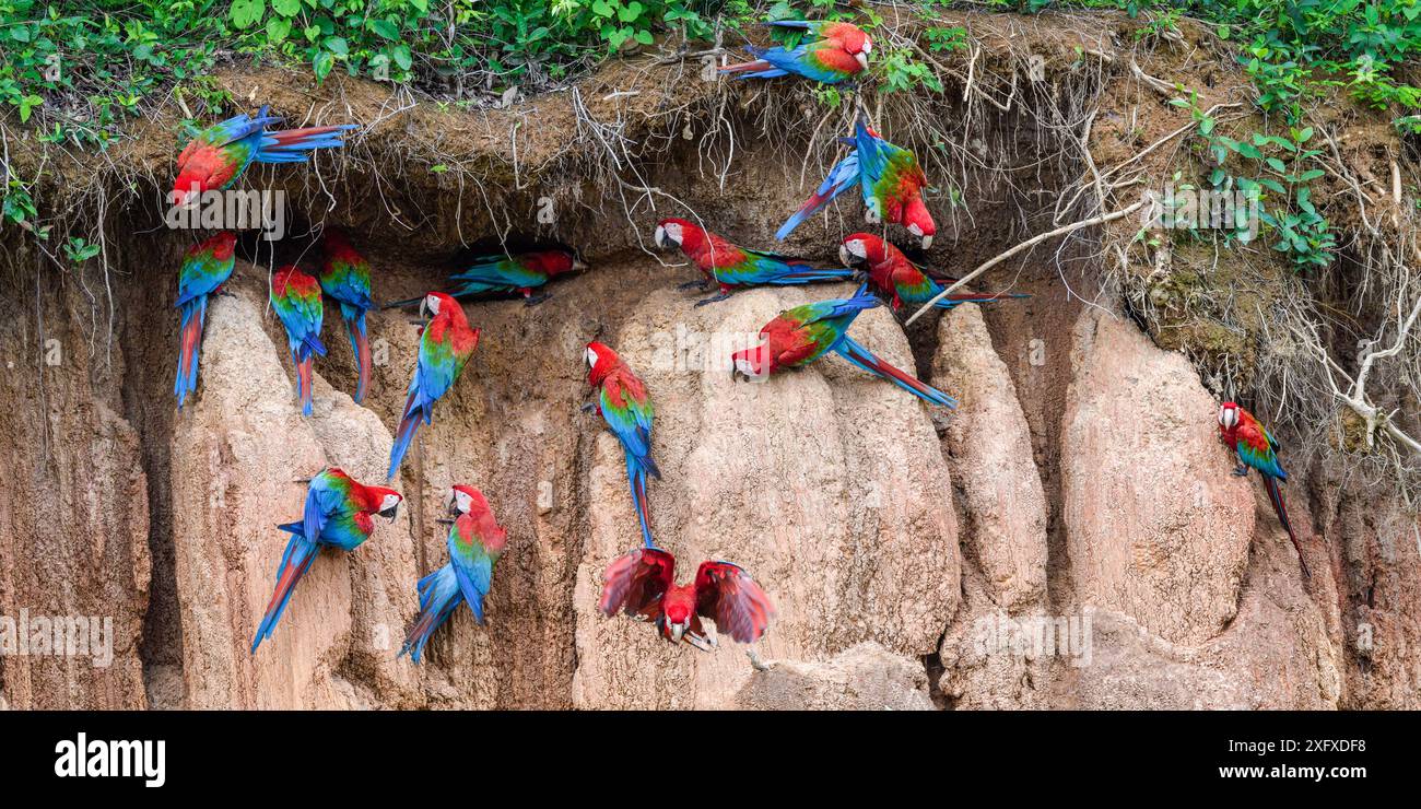 Red-and-green macaw (Ara chloropterus) flock feeding at clay lick ...