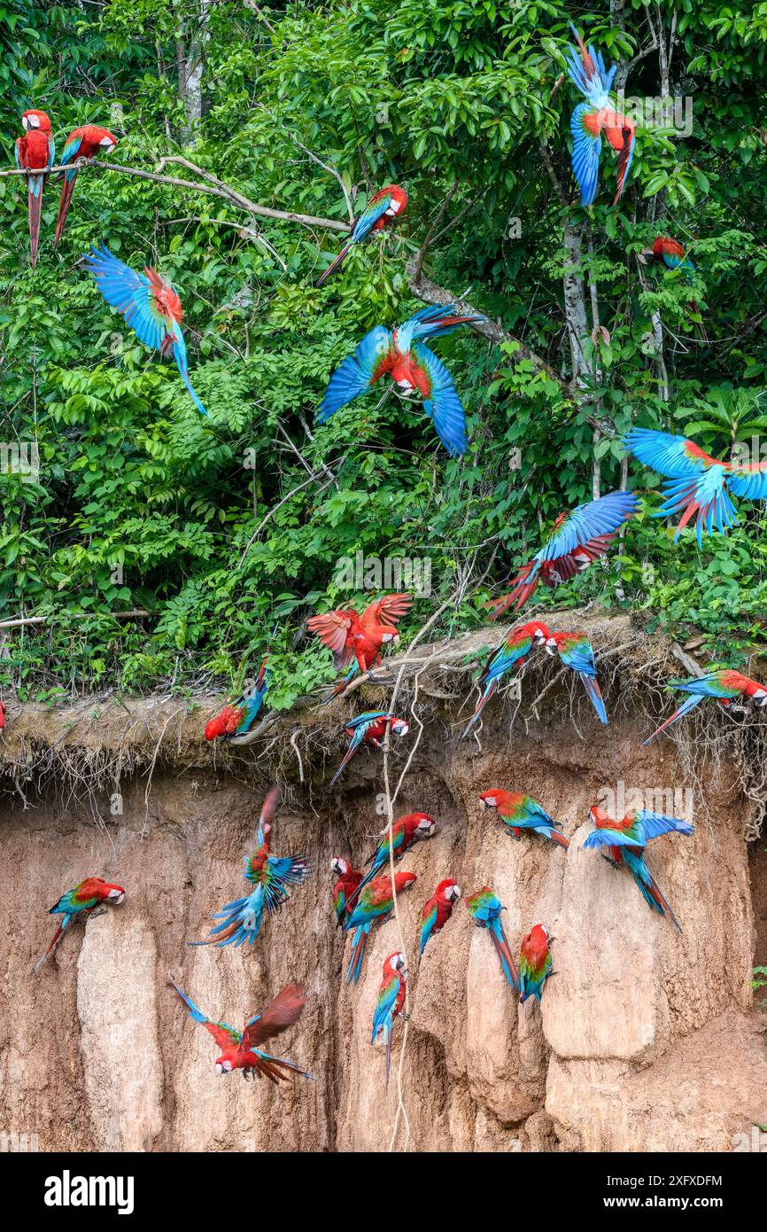 Red-and-green macaw (Ara chloropterus) flock feeding at wall of clay ...