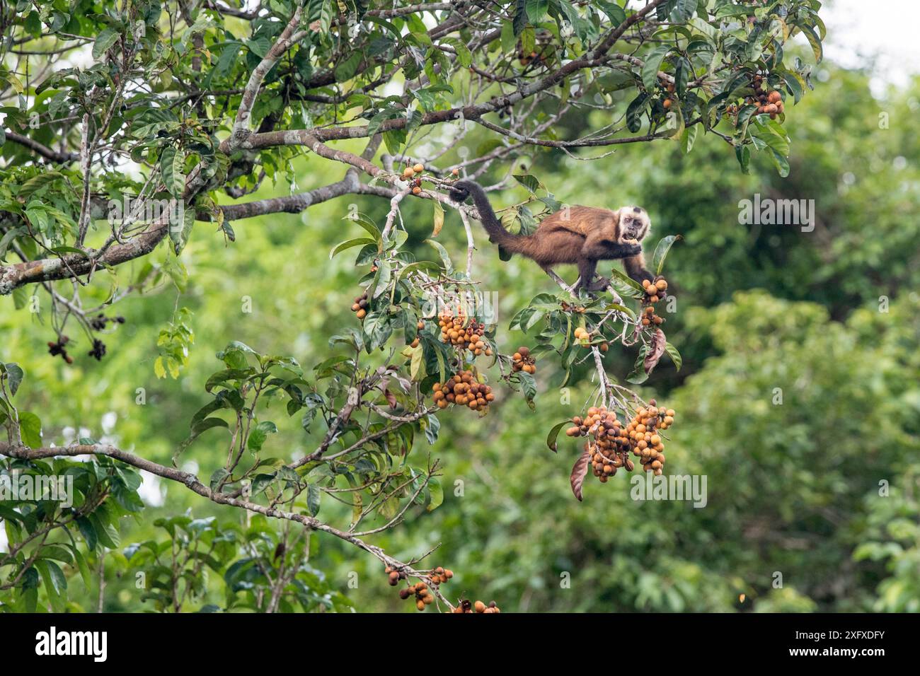 Squirrel monkey (Saimiri sciureus) feeding on fruit in rainforest ...
