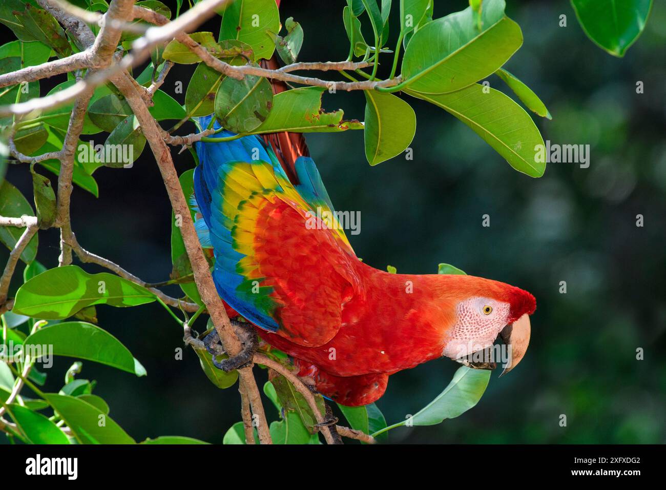 Animals widllife hi-res stock photography and images - Alamy
