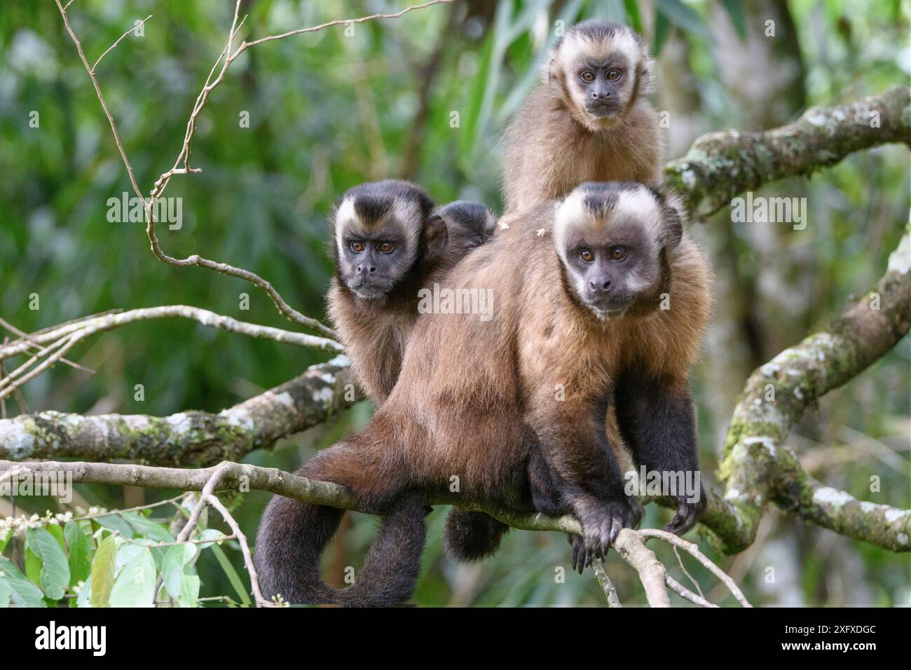 Tufted / Brown capuchin (Cebus apella), female and two juveniles ...