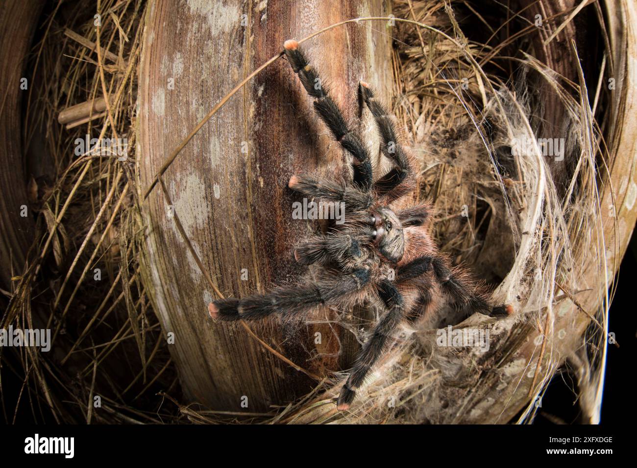 Pink-toed tarantula (Avicularia avicularia), female waiting in ambush ...