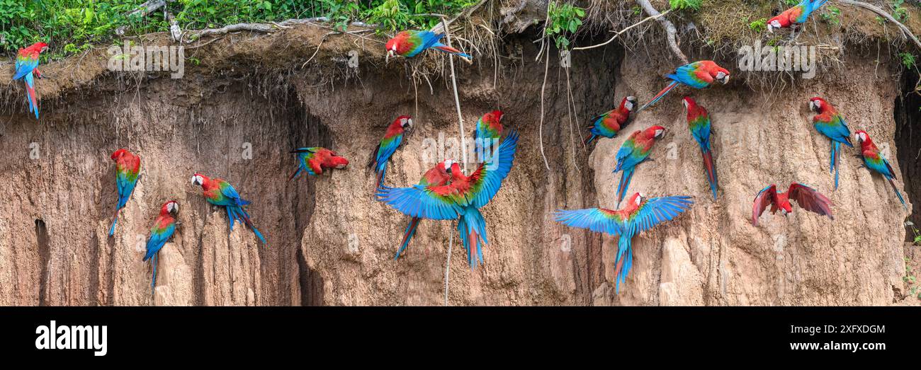 Red-and-green macaw (Ara chloropterus) flock feeding at wall of clay ...