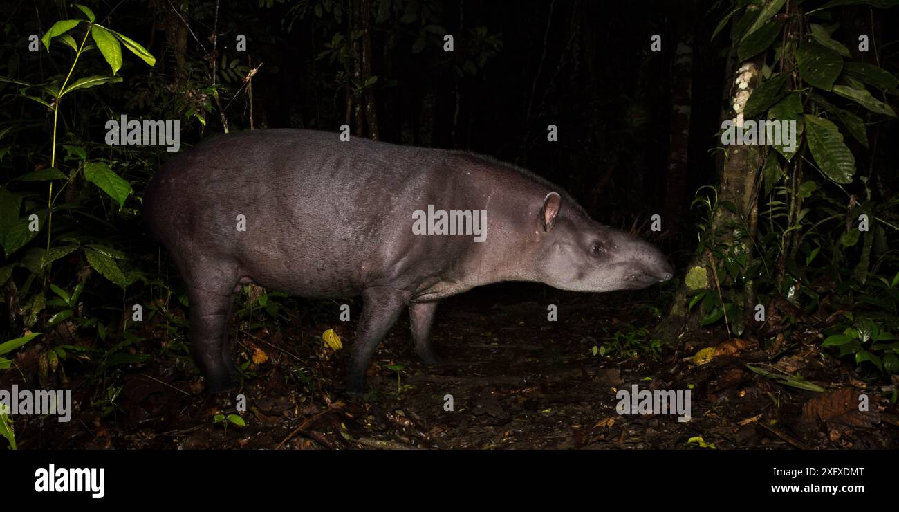 South American / Brazilian tapir (Tapirus terrestris) at night in ...