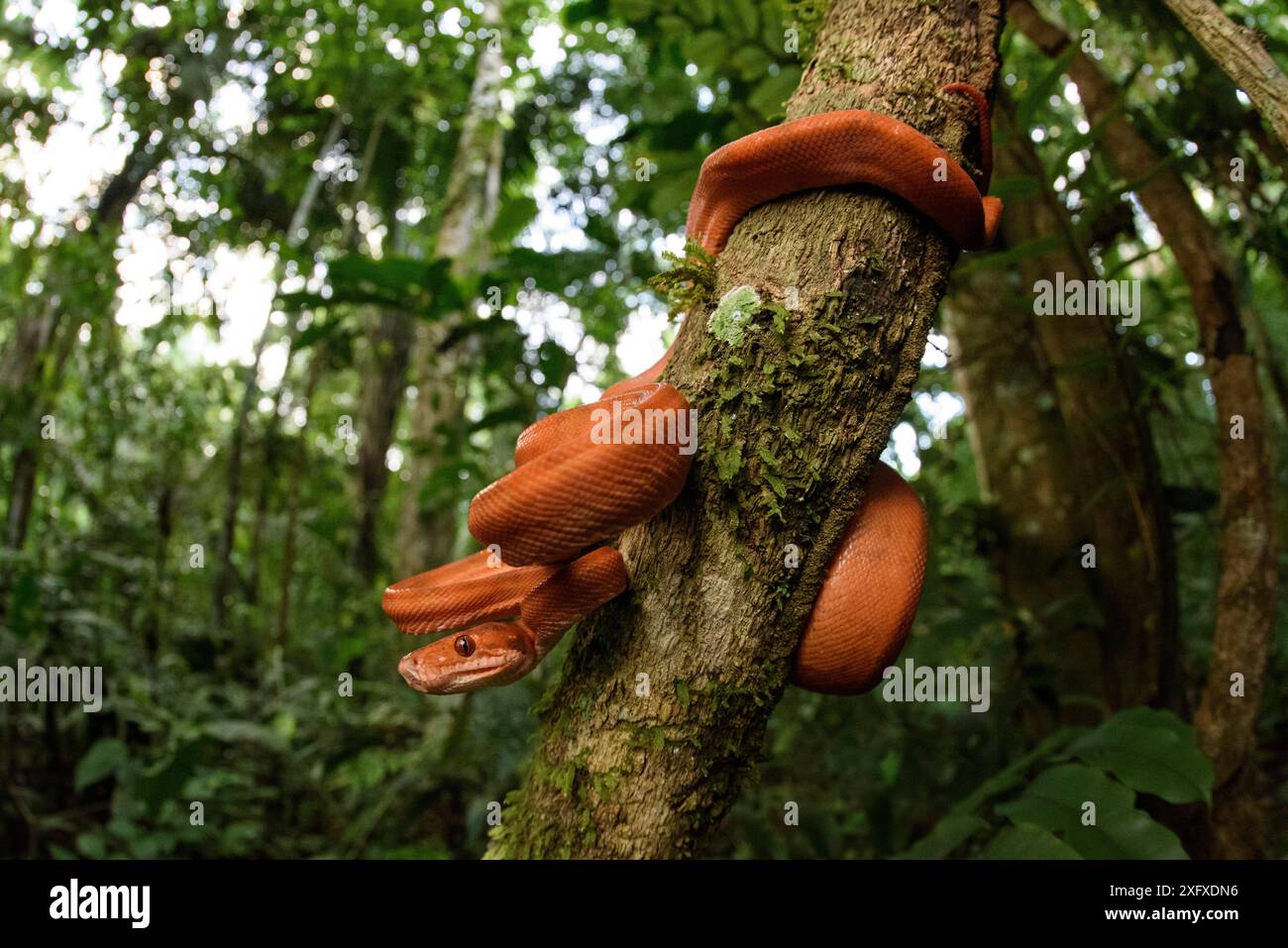 Amazon tree boa (Corallus hortulanus) coiled around tree trunk in ...