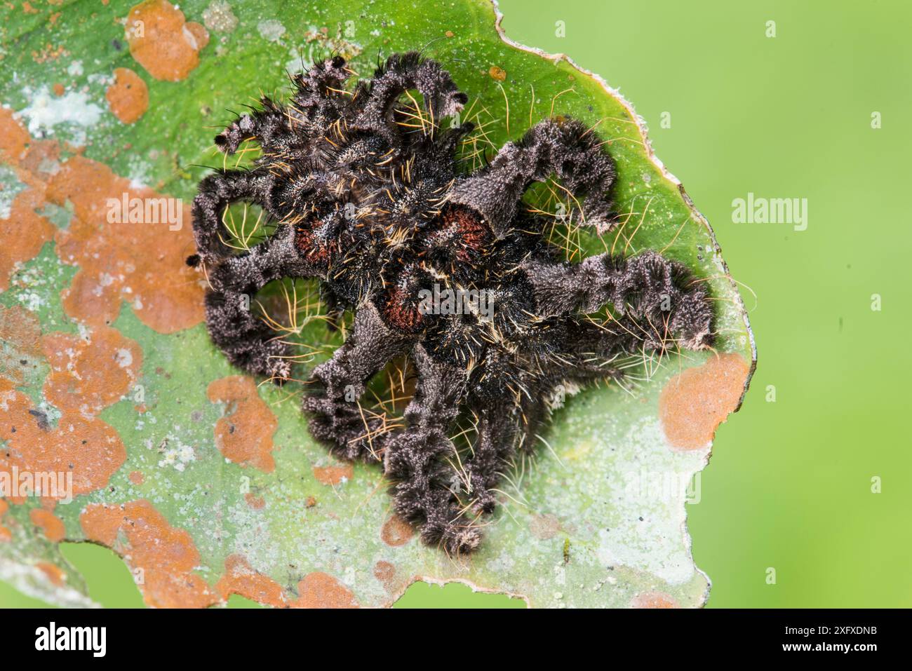 Monkey slug caterpillar (Phobetron pithecium) on leaf. Manu Biosphere ...