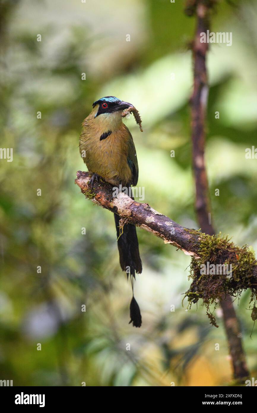 Highland motmot (Momotus aequatorialis), male in tree with caterpillar ...
