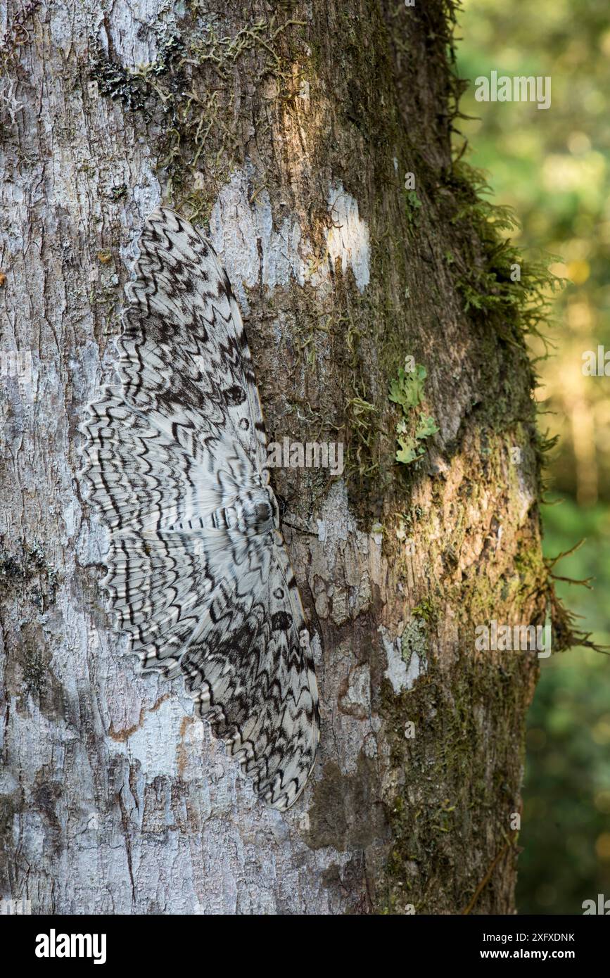 White witch moth (Thysania agrippina) camouflaged against tree trunk ...