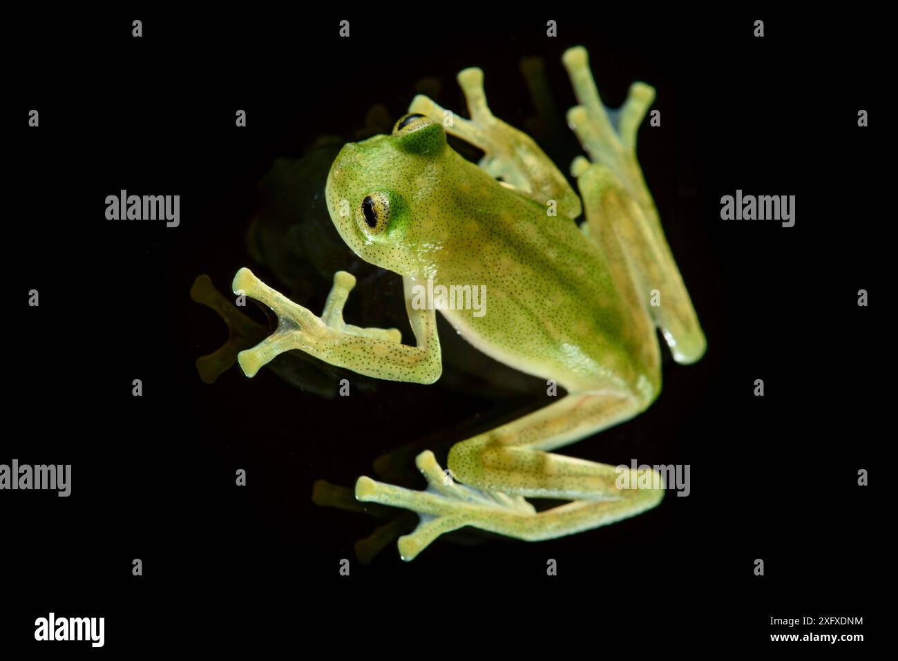 Bell glass frog (Cochranella nola) photographed from above on pane of ...