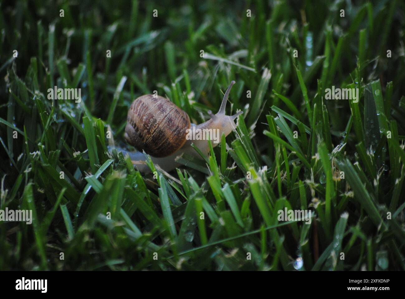 snail on grass Stock Photo - Alamy