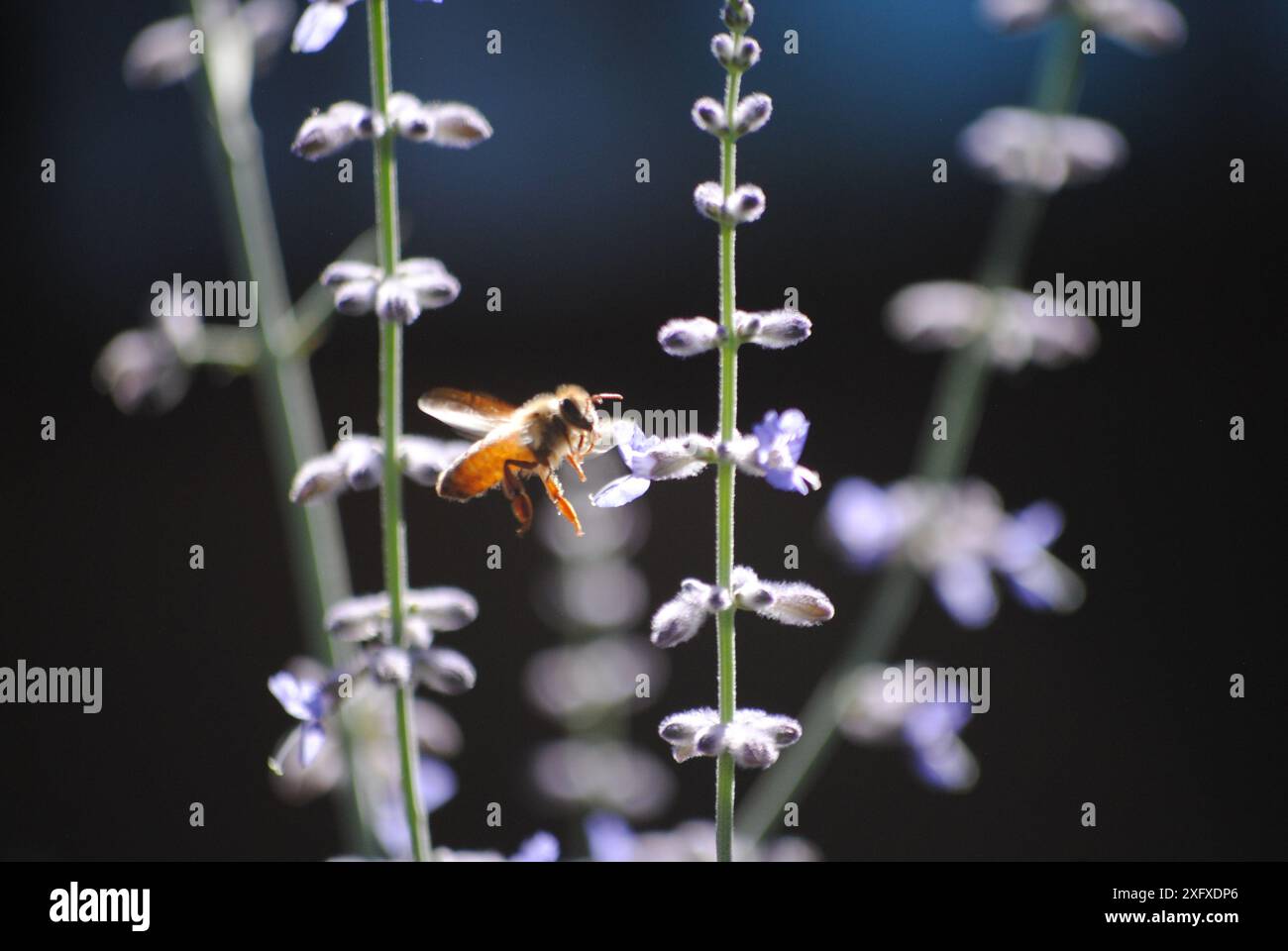 Bee flying next to sage Stock Photo - Alamy