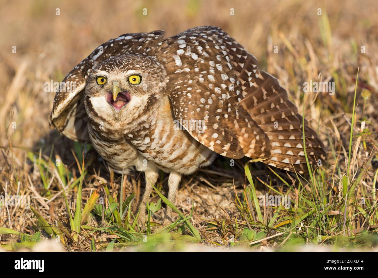 Florida burrowing owl (Athene cunicularia floridana) at burrow, hissing and inflating feathers ...