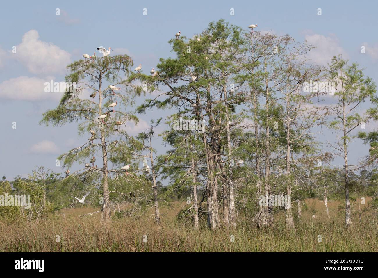 Bald cypress (Taxodium distichum) trees, predominantly White ibis ...
