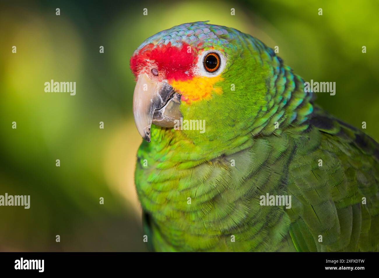 Green cheeked amazon parrot hi-res stock photography and images - Alamy