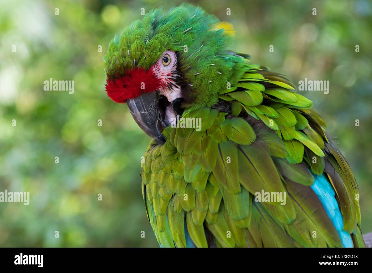 Military macaw (Ara militaris) preening. Captive Stock Photo - Alamy