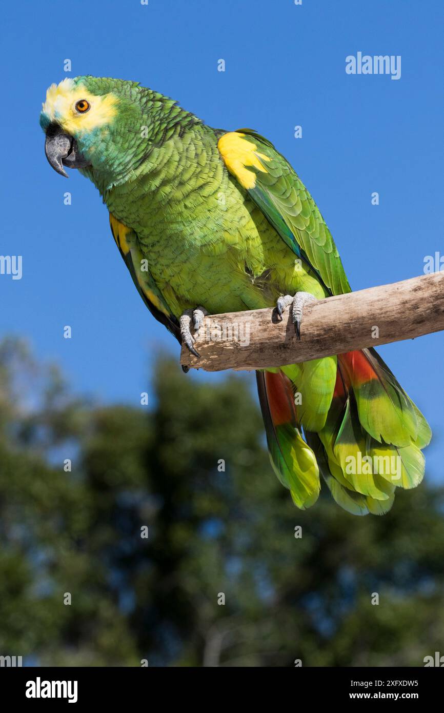 Blue-fronted Amazon parrot (Amazona aestiva) on perch. Captive Stock ...