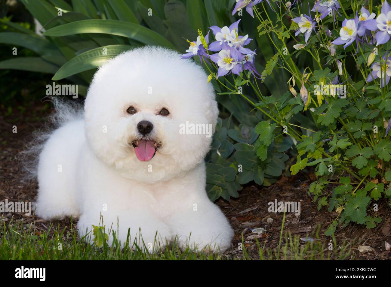 Bichon frise beside Colorado blue columbine (Aquilegia coerulea ...