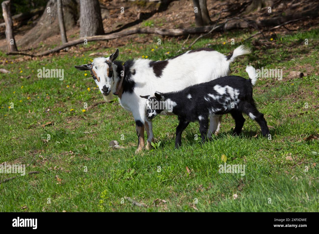 Nigerian dwarf goat, doe with kid on spring pasture. Vernon, Tolland ...