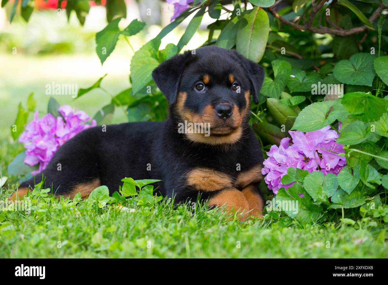 Rottweiler lying down hi-res stock photography and images - Alamy