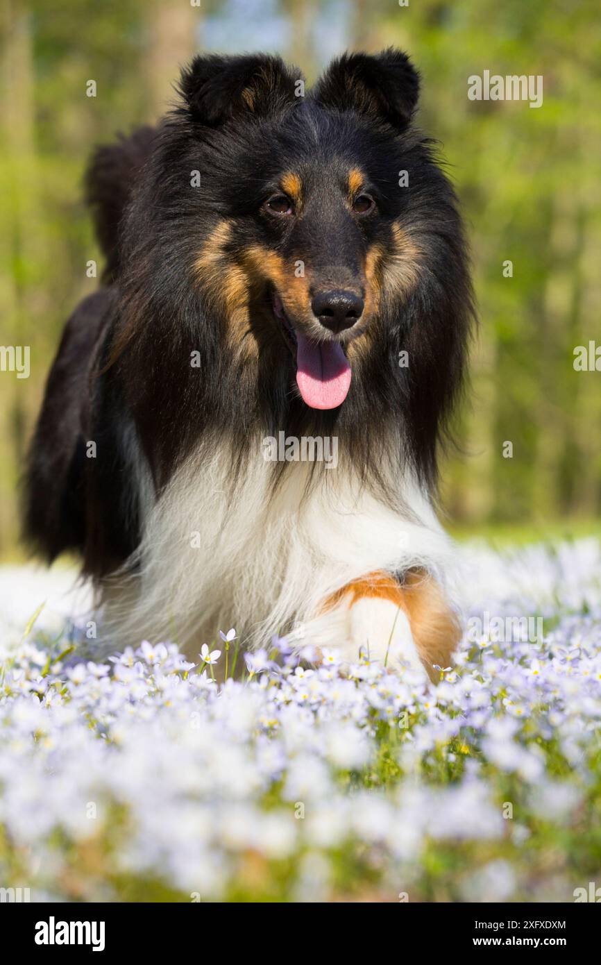 Shetland sheepdog running in Common bluet (Houstonia caerulea) field ...