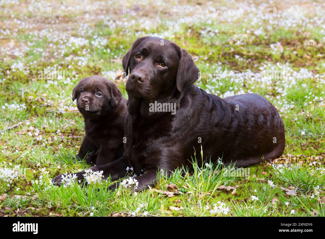 Chocolate labrador retriever, adult and puppy in Common bluet ...