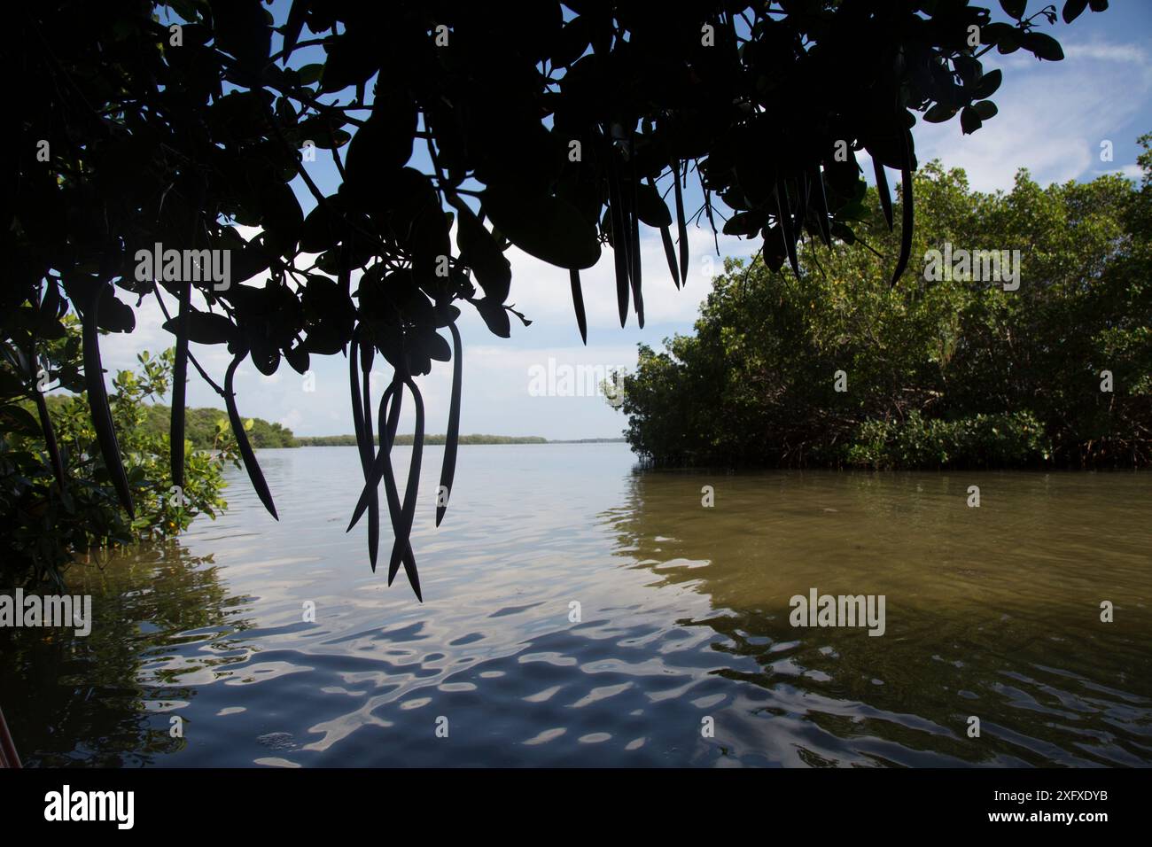 Red mangrove (Rhizophora mangle) tree seedpods and saltwater slough ...